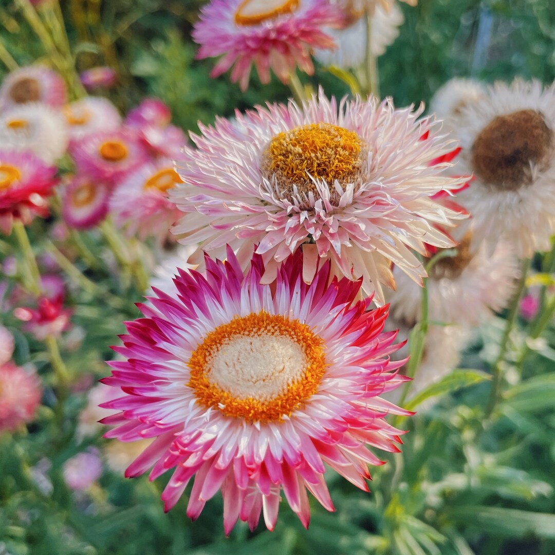 Silvery Rose Strawflower Seeds: Rose Colored Easy to Grow for Dried ...