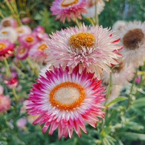 Silvery Rose Strawflower Seeds: Rose Colored Easy to Grow for Dried ...