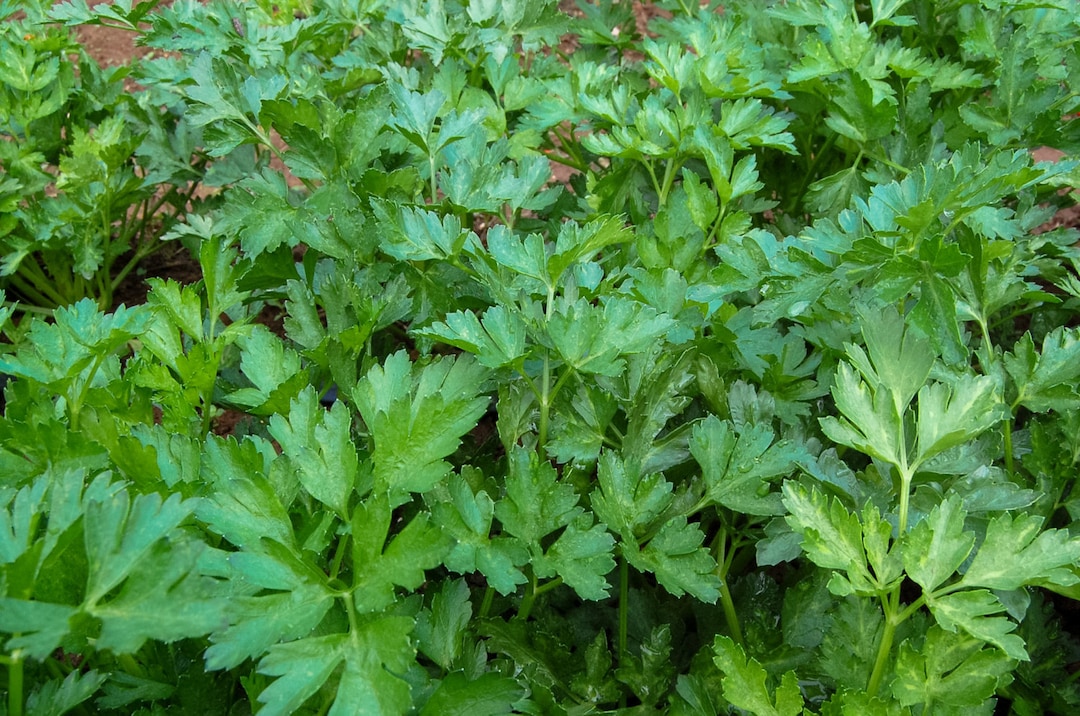 Giant of Italy Parsley Seeds (~200): Certified Organic, Non-gmo Herbs ...