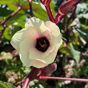Jing Orange Okra Seeds for Planting: Heirloom, 40 Seed Packet, Bulk ...