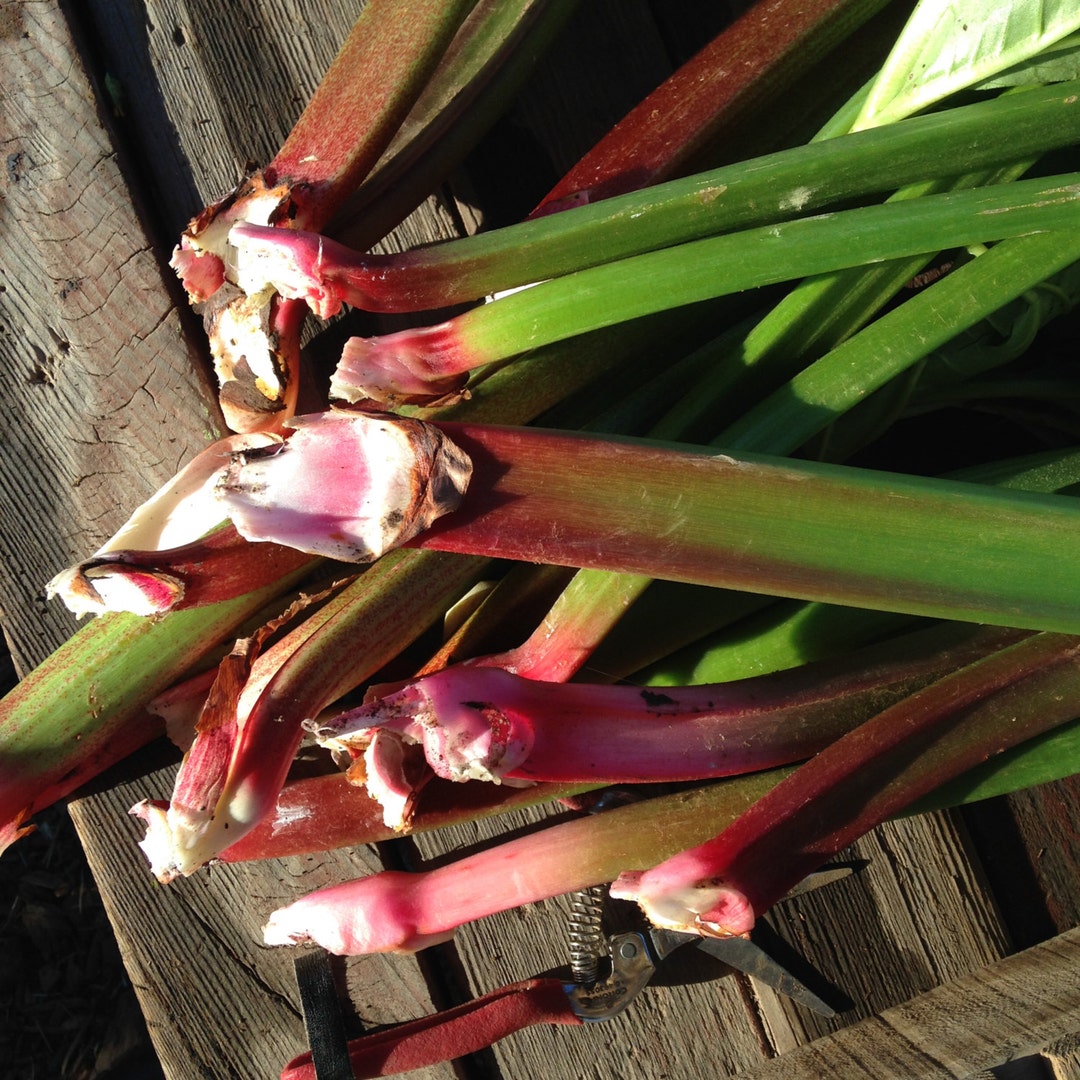 Victoria Rhubarb Seeds - 25 Seeds: Open Pollinated, Non-gmo, Heirloom ...