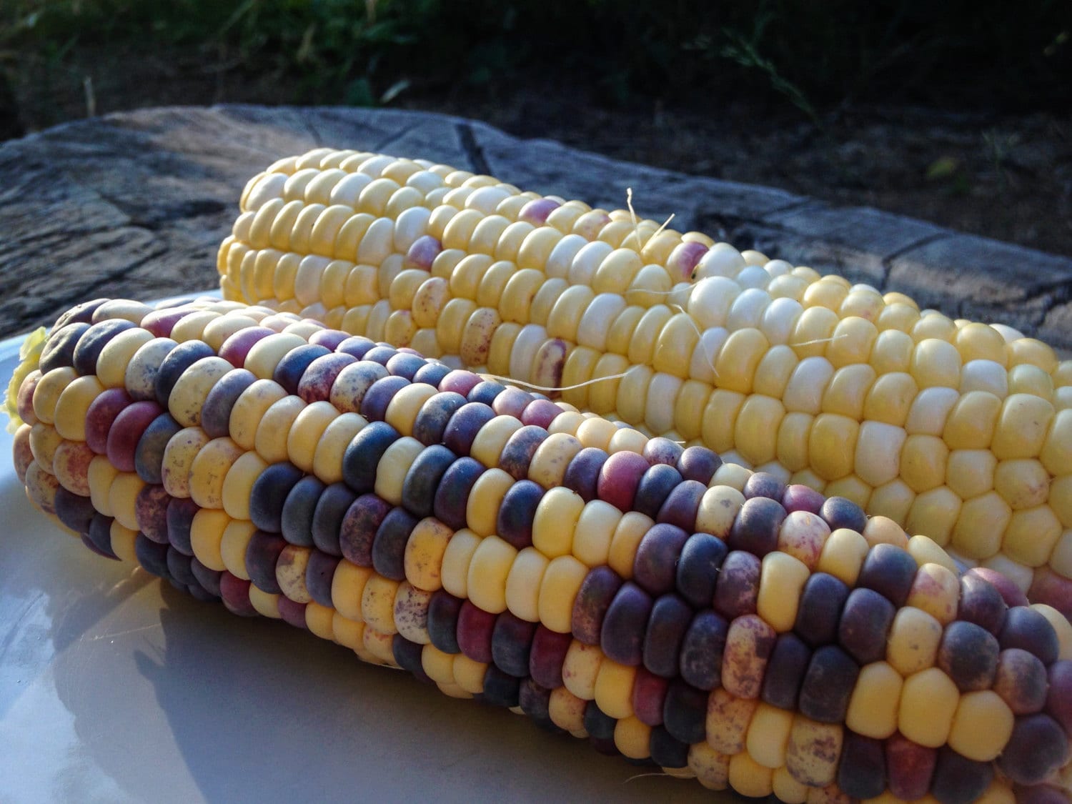 Festivity Sweet Corn Seeds 30: Certified Organic Non-gmo - Etsy
