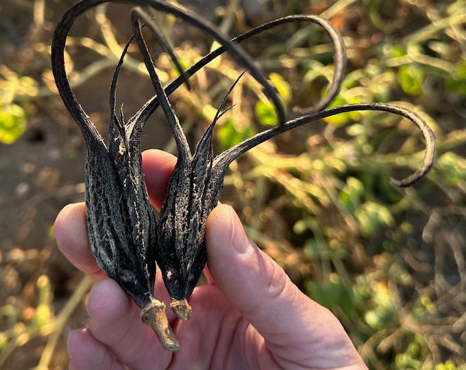 Devil's Claw Seeds, Unicorn Plant, Ram's Horn Proboscidea Louisianica ...
