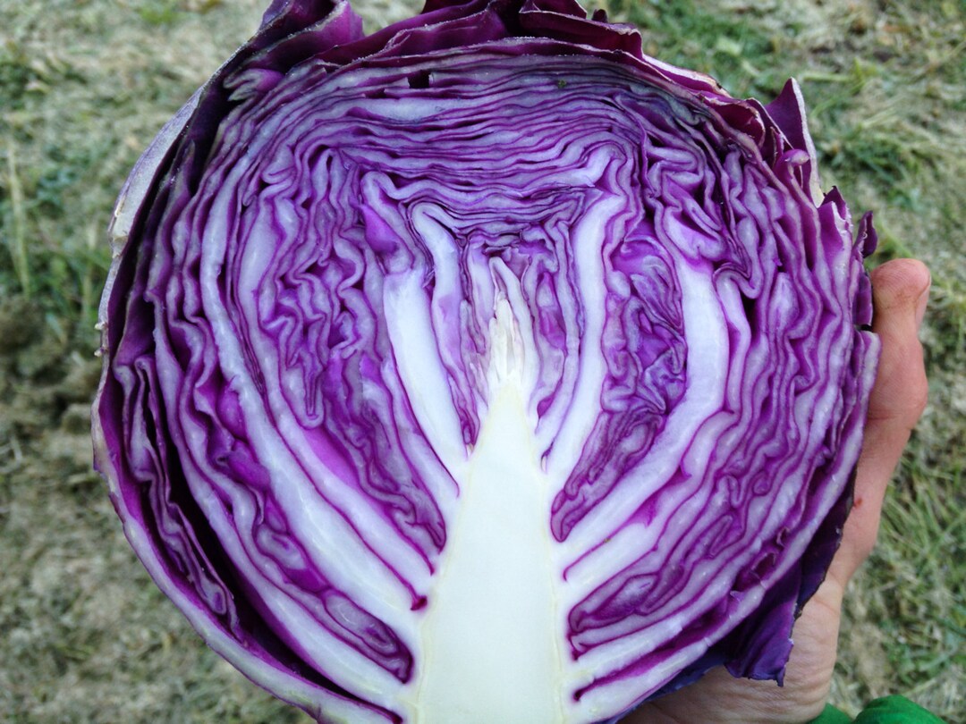 Red Express Cabbage Seeds (~150): Non-gmo, Heirloom, Open Pollinated ...