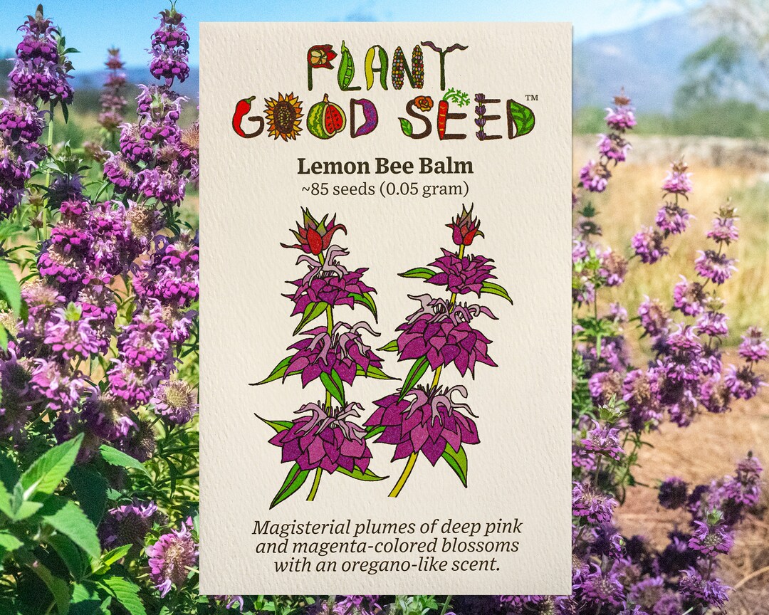 Lemon Bee Balm Flower Seeds (~85): Non-gmo, Heirloom, Open Pollinated ...