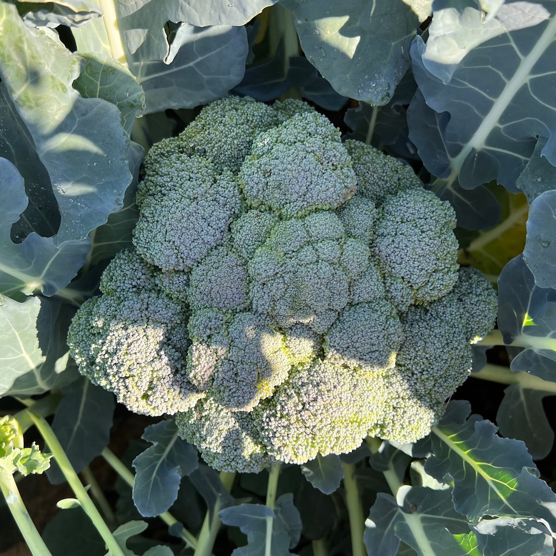 Marathon F1 Broccoli Seeds, Calabrese Seeds, Organic, Untreated, Non ...