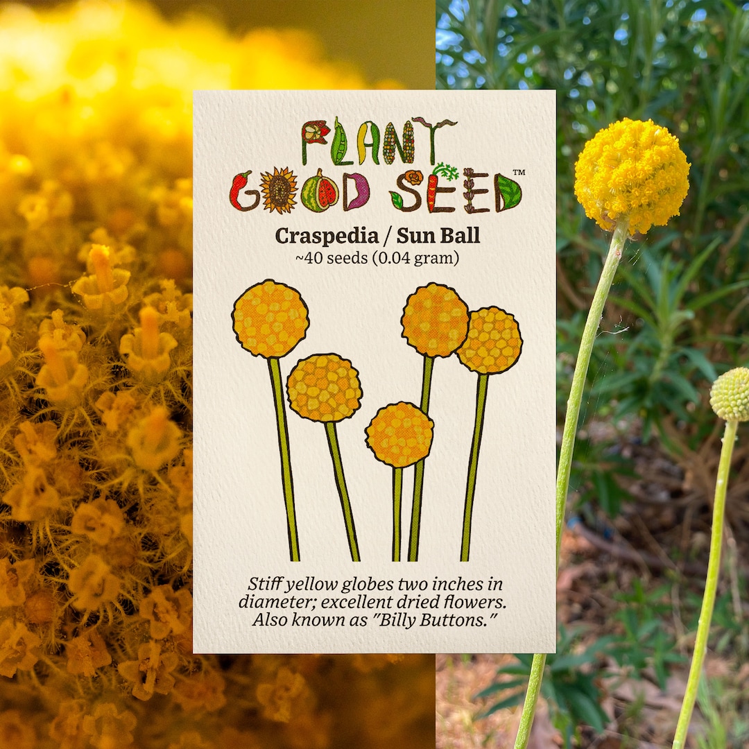 Yellow Craspedia Seeds Globosa, Golden Drumstick Flower Seeds ...