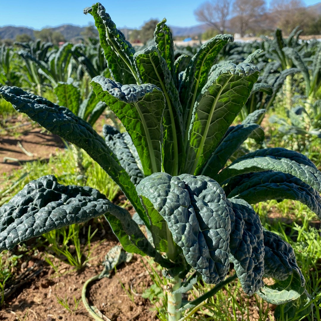 Black Magic Kale Seeds: Uniform Dino Kale, Highly Productive Market ...