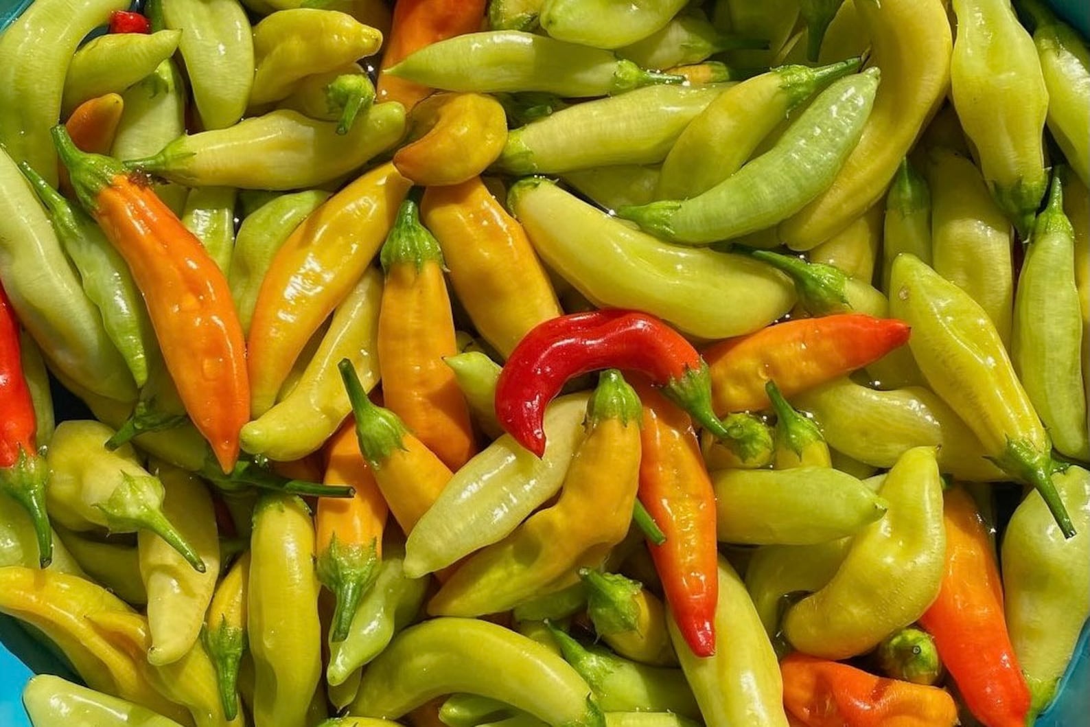 Aji Amarillo Pepper Seeds: Locoto, Spicy Peruvian Heirloom Capsicum ...