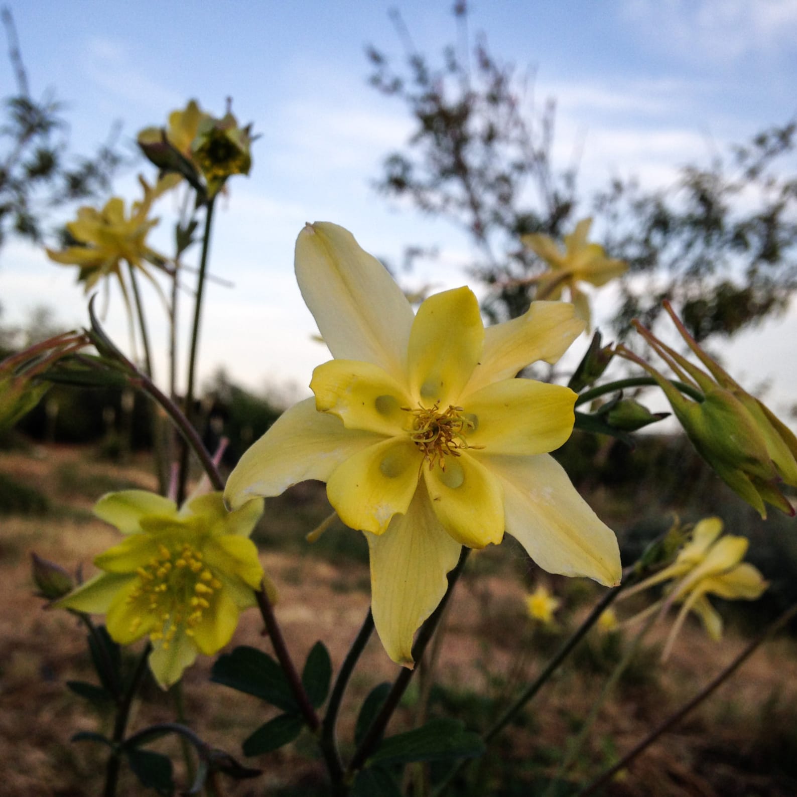 Mckana Giants Columbine Flower Seeds, Columbines, Aquilegia Seeds ...