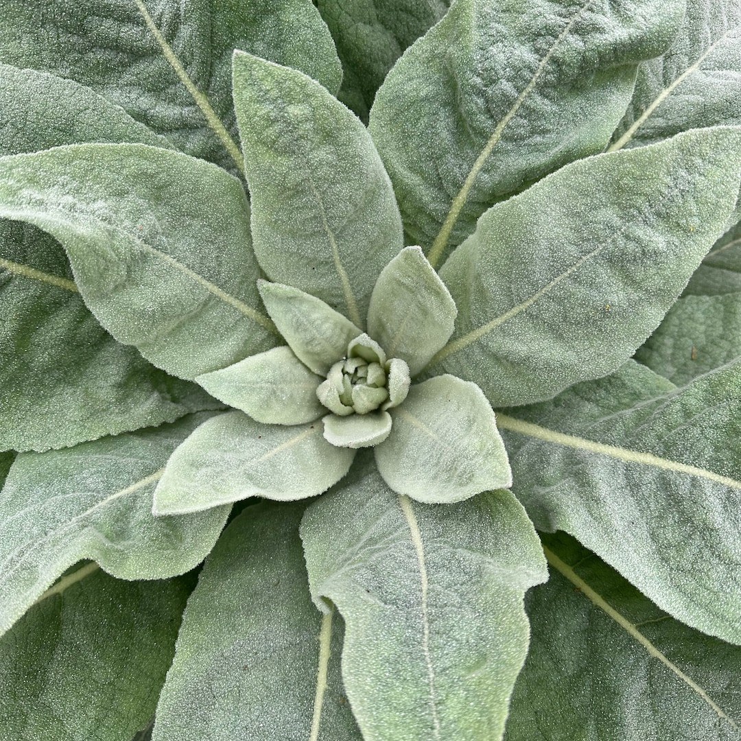 Common Mullein Seeds Great Verbascum Seed Packet Bulk Green Dried Leaf ...