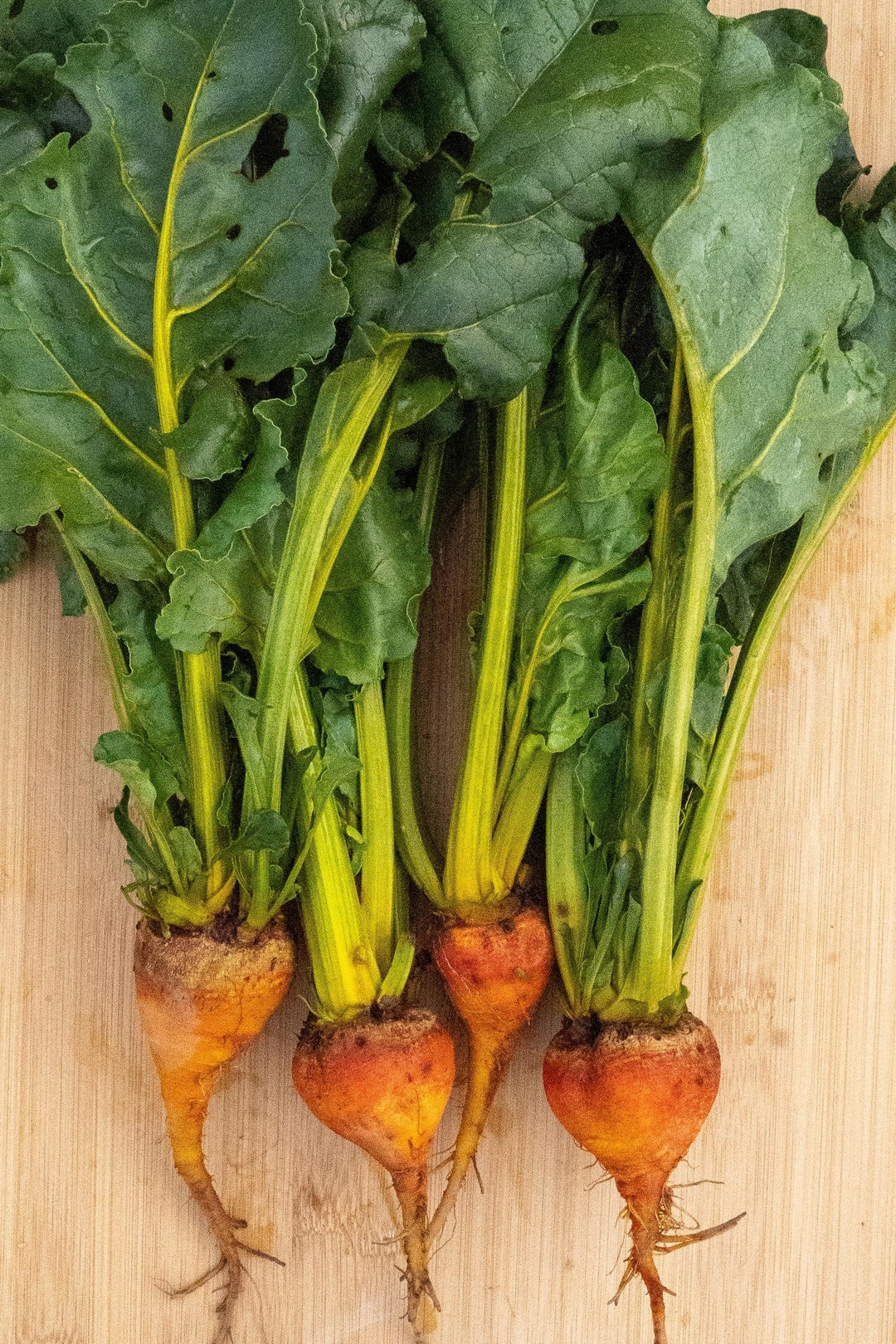 Touchstone Gold Beet Seeds for Planting: Golden Yellow Roots Seed ...