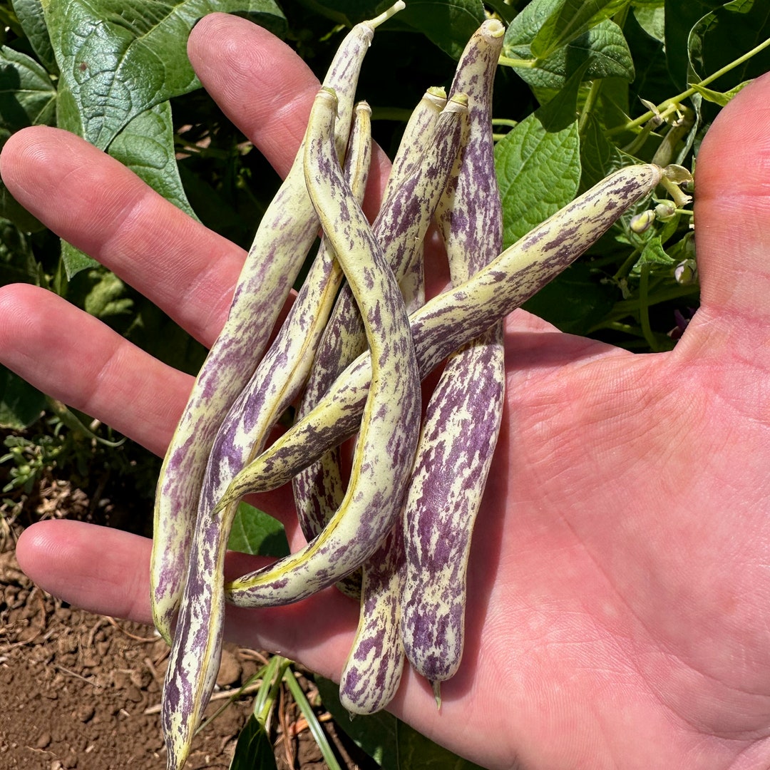 Dragon Tongue Bush Bean Seeds: Purple Streaked Heirloom, Snap Bean, Eat ...