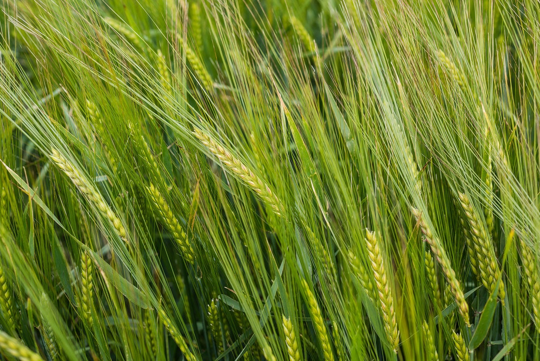 Robust Barley Seeds (hordeum Vulgare) Seeds (~300): Certified Organic ...