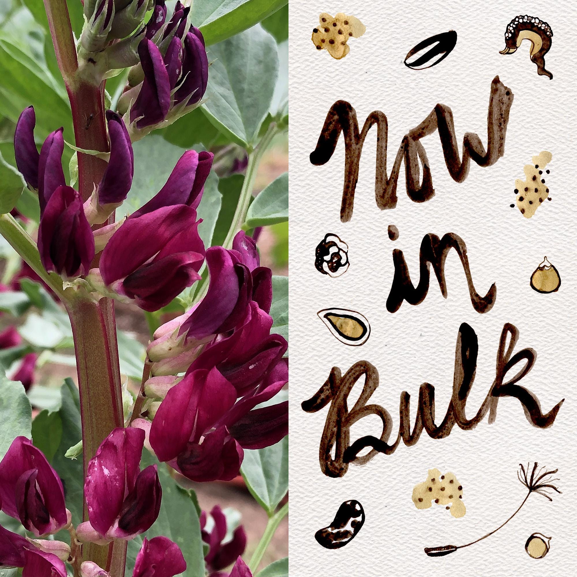 Crimson Flowered Fava Beans, Certified Organic Heirloom Seeds Rare Fava ...