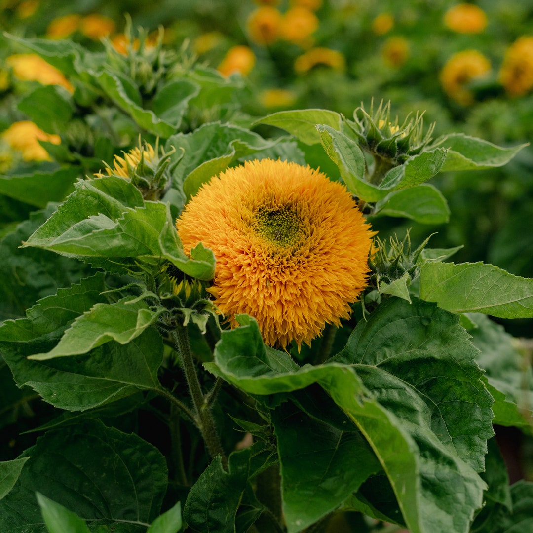 Double Goldy Teddy Bear Sunflower Seeds: Shaggy Yellow Blossoms ...