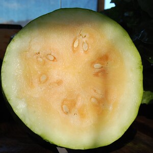 Moon and Stars Watermelon Seeds Giant Oblong Heirloom Watermelon W ...