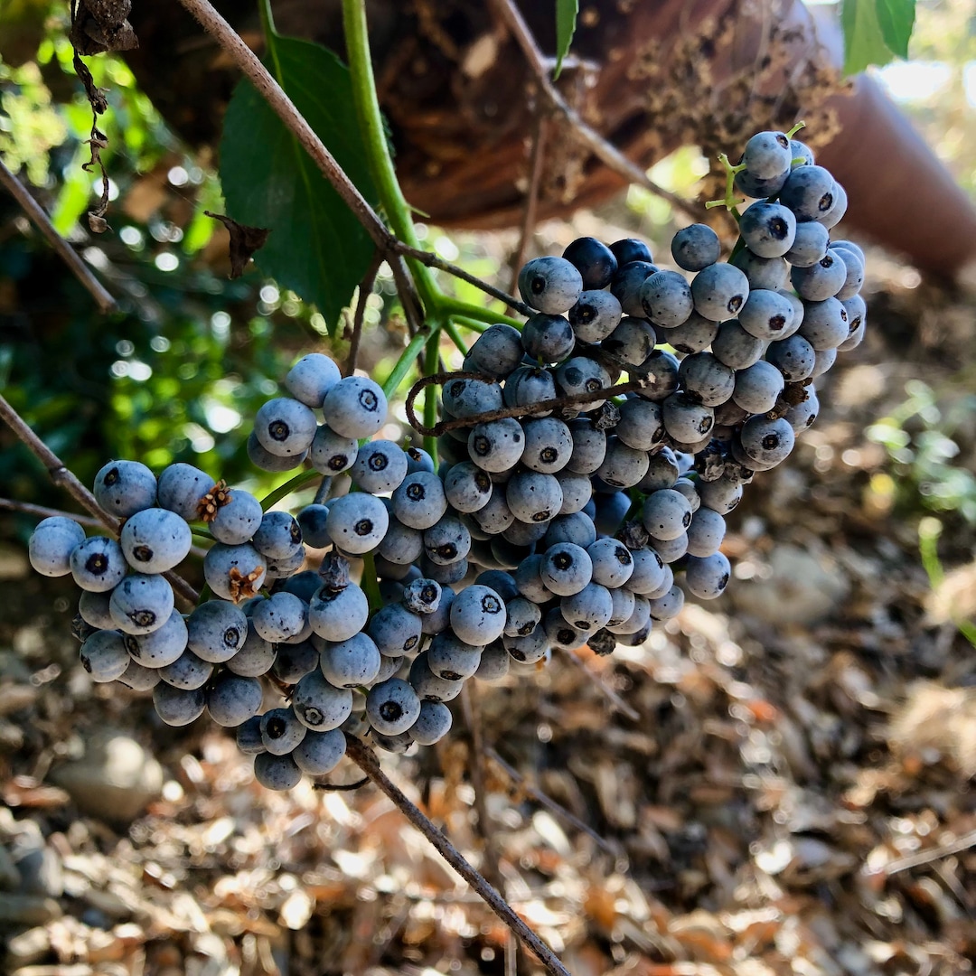 Mexican Elderberry Seeds: Native California Tree Shrub, Blue Berries ...
