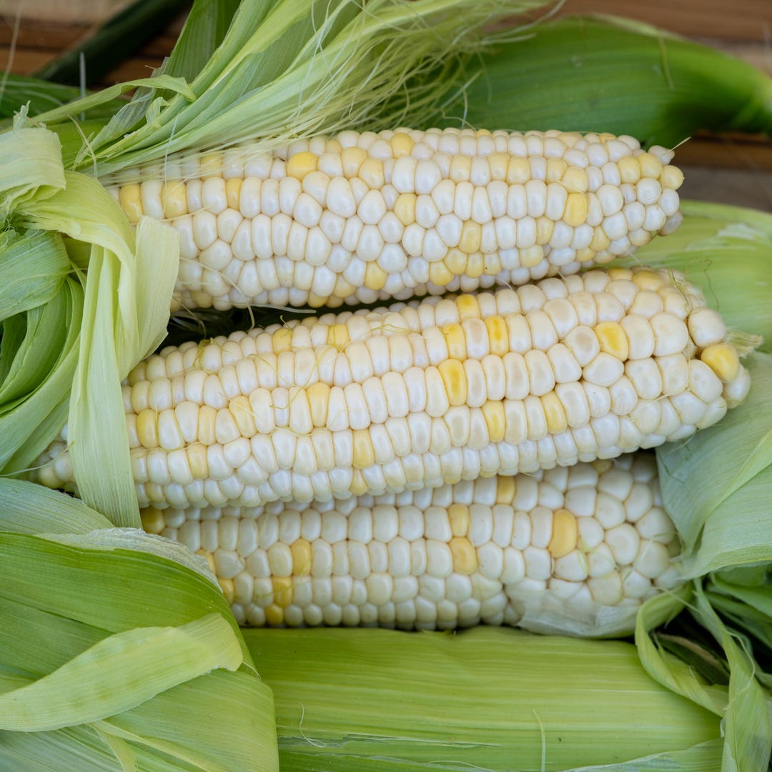 Zanadoo Sweet Corn Seeds for Planting: Open Pollinated Bicolor Sweet ...