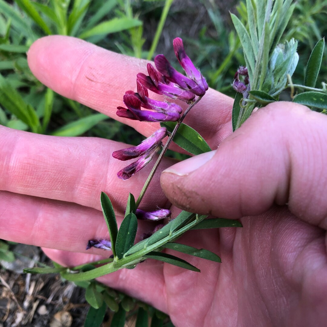 Purple Vetch: Bulk Cover Crop Seeds, Pea Bean Nitrogen Fixing Weed ...