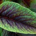 Red Callaloo Amaranth Seeds 600: Certified Organic - Etsy