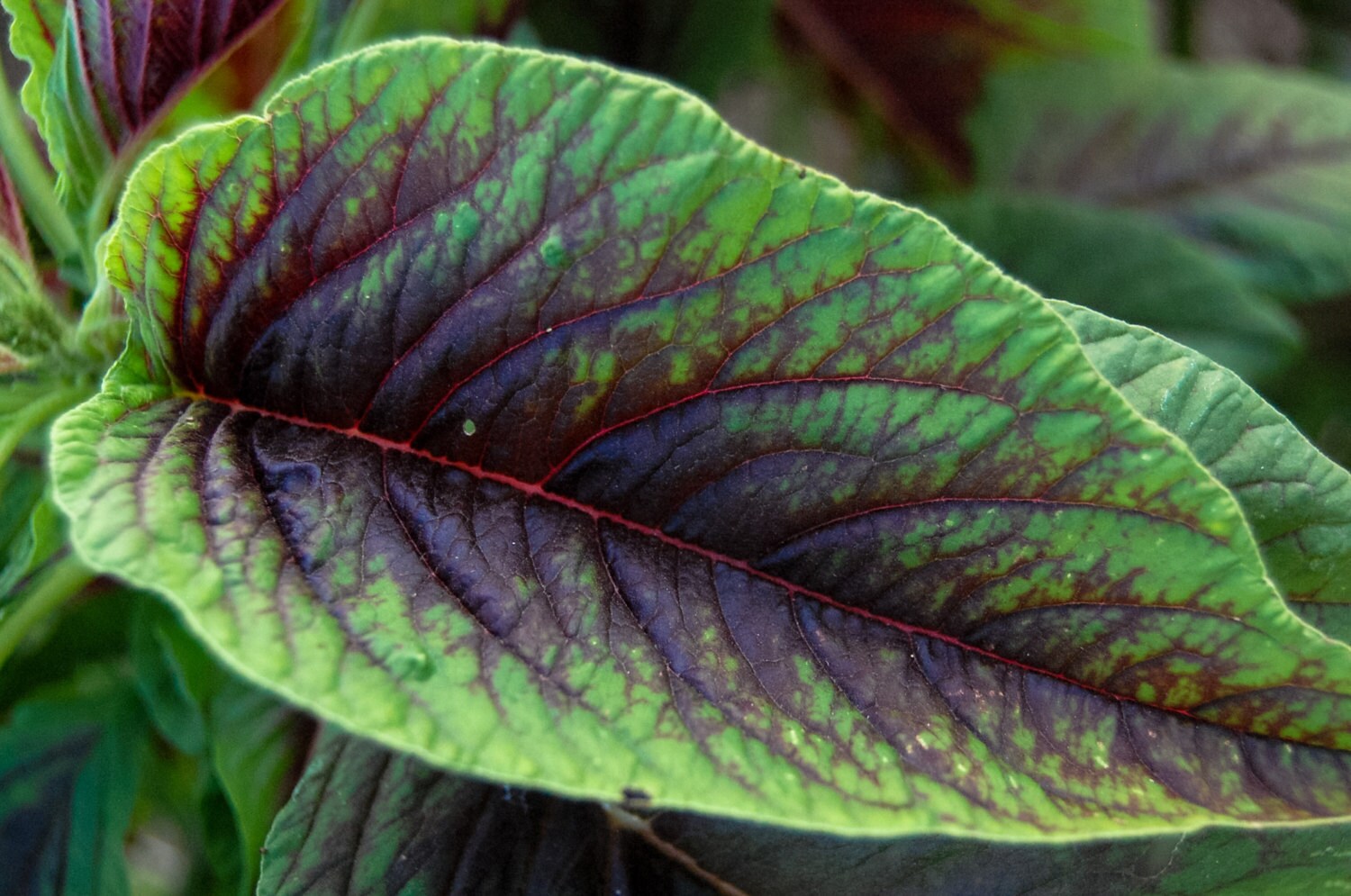 Red Callaloo Amaranth Seeds 600: Certified Organic - Etsy