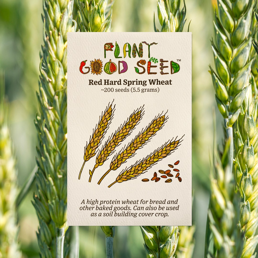 Organic Red Spring Wheat Seeds for a Vibrant Harvest Heirloom, Non-gmo ...