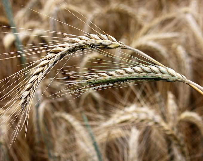 100 Canada Wild Rye Seeds. Elymus Canadensis. - Etsy