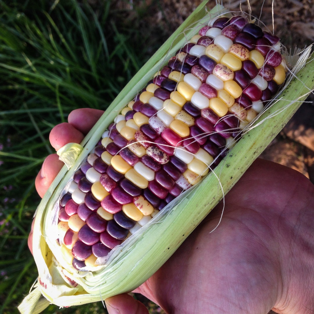 Festivity Sweet Corn Seeds (~30): Certified Organic, Non-gmo, Open ...
