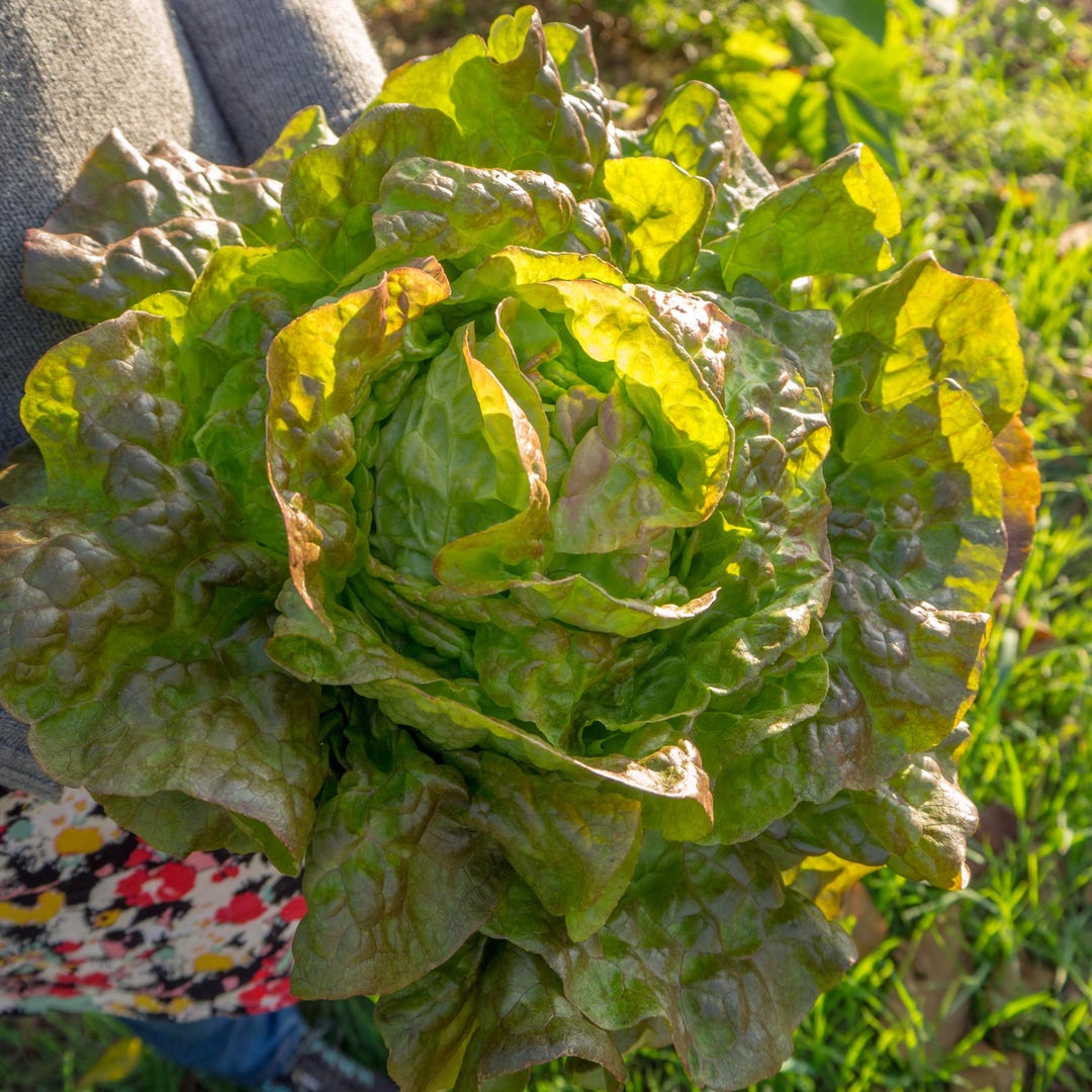 Speckled Butterhead Lettuce Seeds: Amish Dutch Heirloom Salad ...
