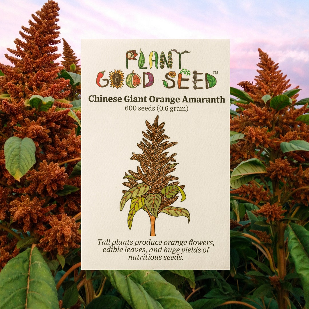Orange Chinese Giant Amaranth Seeds: Abundant Grains Crop, Flower ...