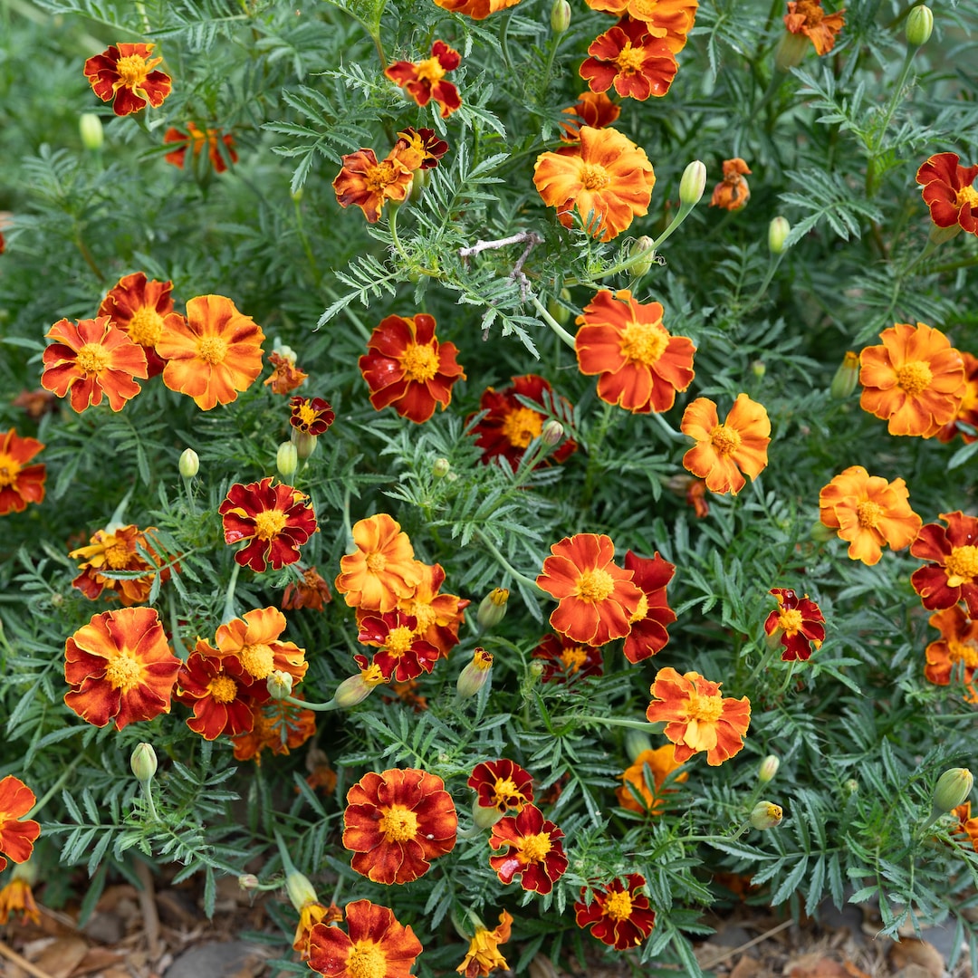 Tashkent French Marigold Flower Seeds for Planting: Heirloom Flower ...