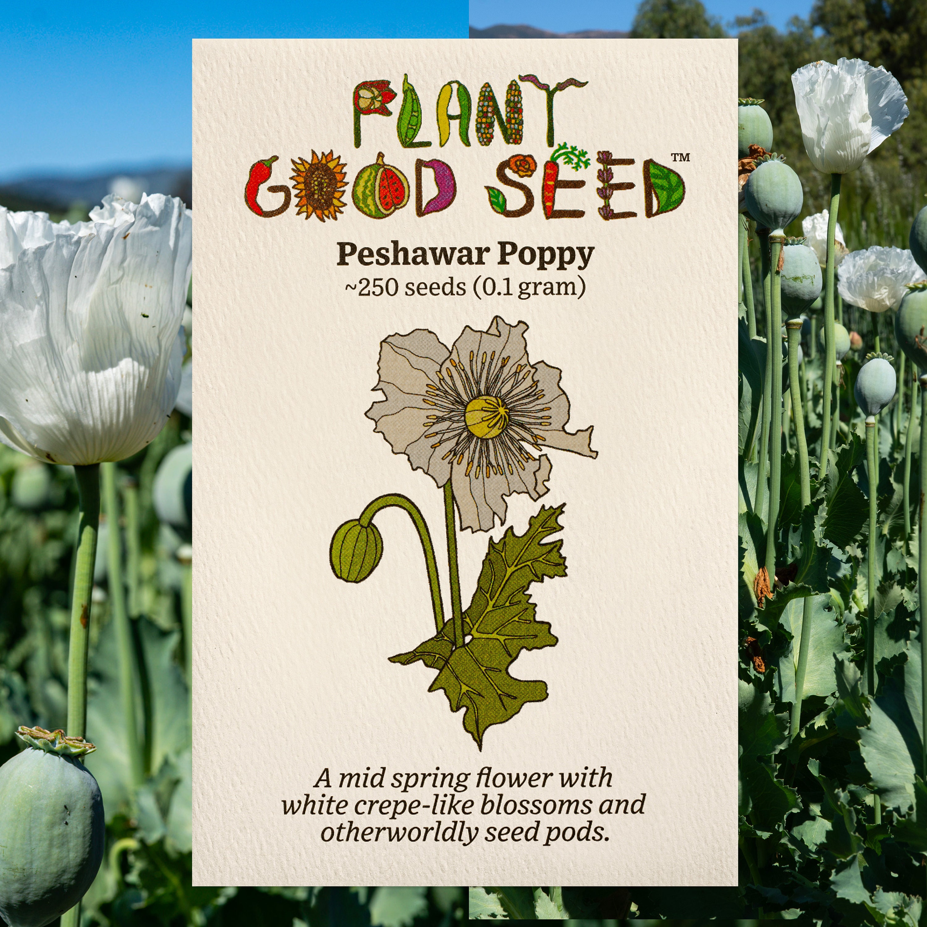 White Poppy Seeds Flower