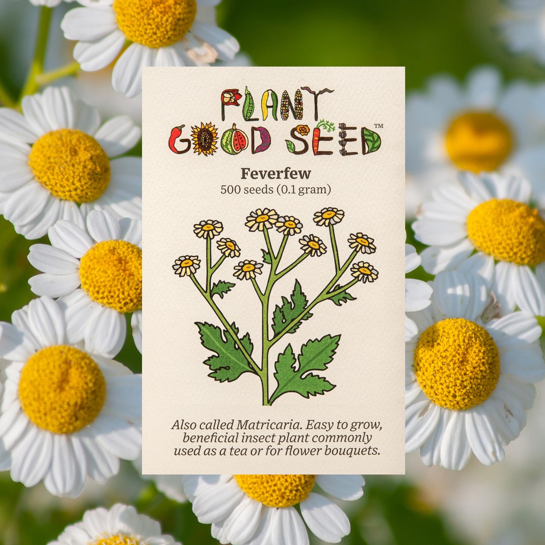 Feverfew Matricaria Seeds Tanacetum: Easy to Grow for Flower Bouquets ...