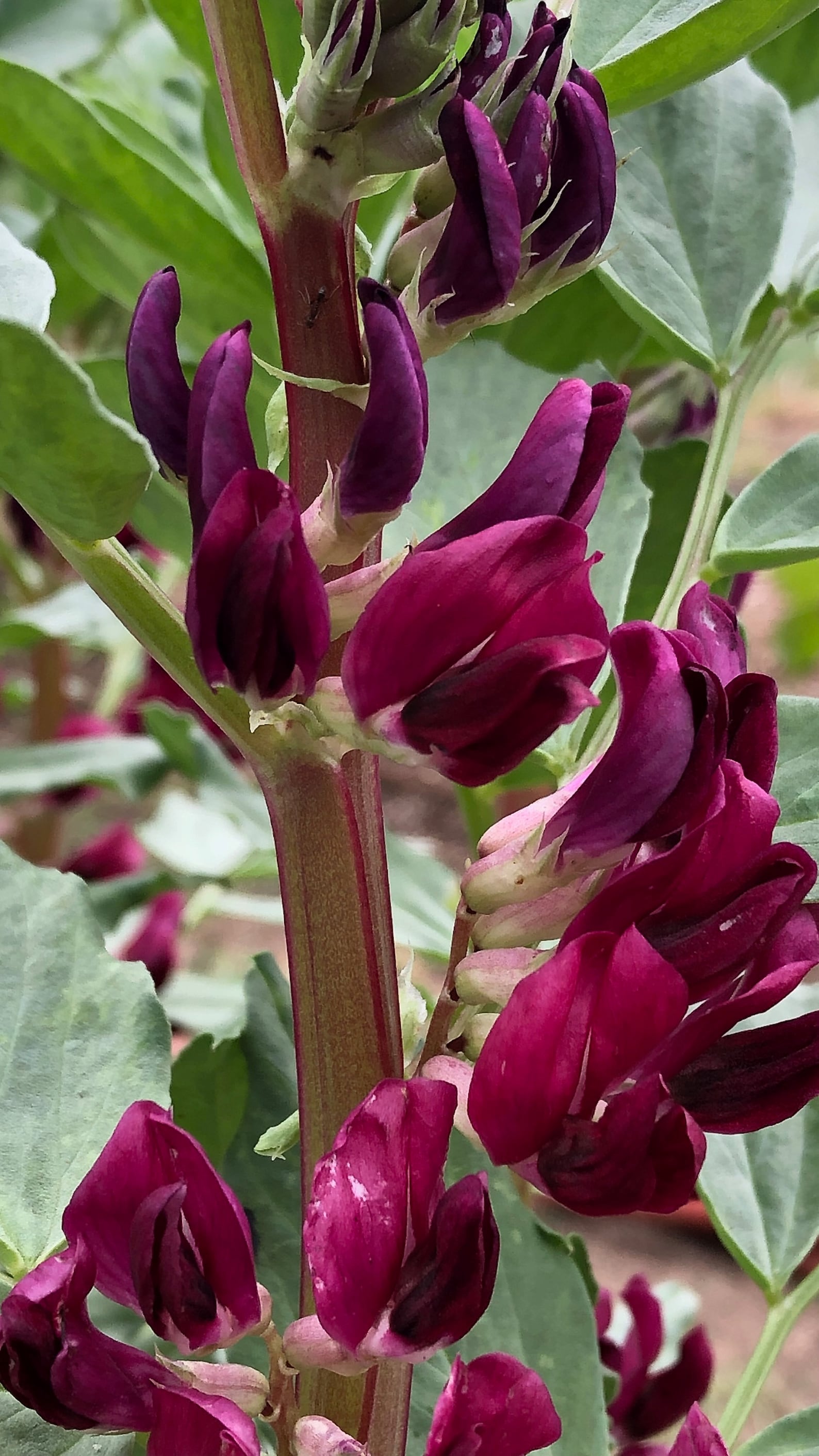 Crimson Flowered Fava Beans, Certified Organic Heirloom Seeds Rare Fava ...