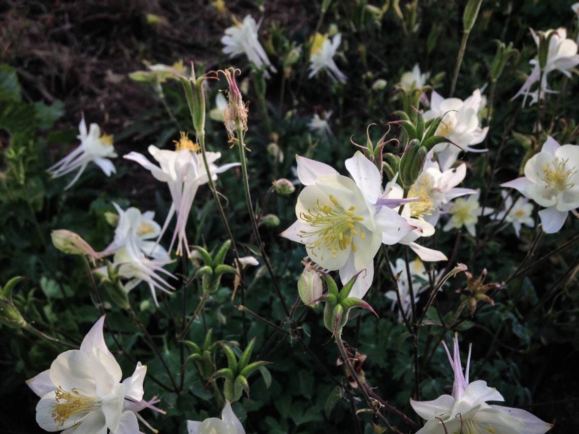 Mckana Giants Columbine Flower Seeds, Columbines, Aquilegia Seeds ...