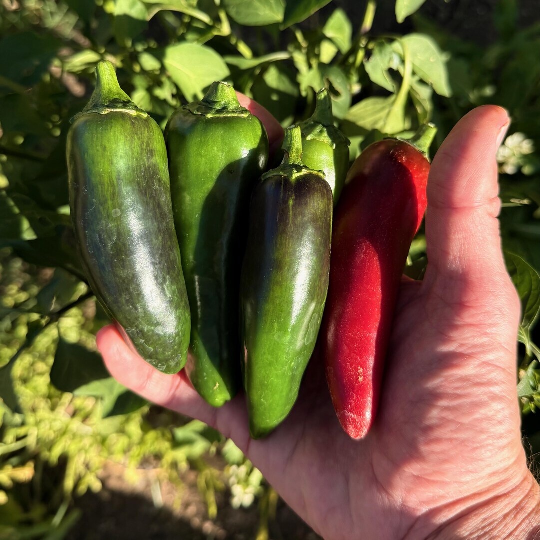 Megatron Jalapeño Pepper Seeds: Giant Fruits, Ideal for Jalapeno ...