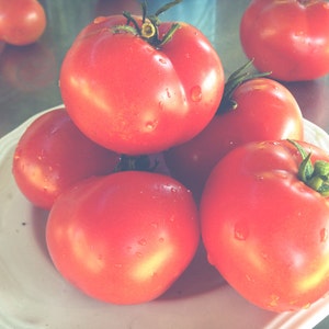 Czech Bush Tomato Seeds 50: Certified Organic Non-gmo - Etsy