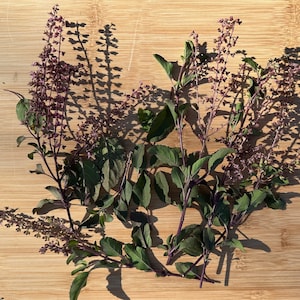 Rama Holy Basil Tulsi Tulasi Seed Packet: Ayurvedic Herb Fragrant ...