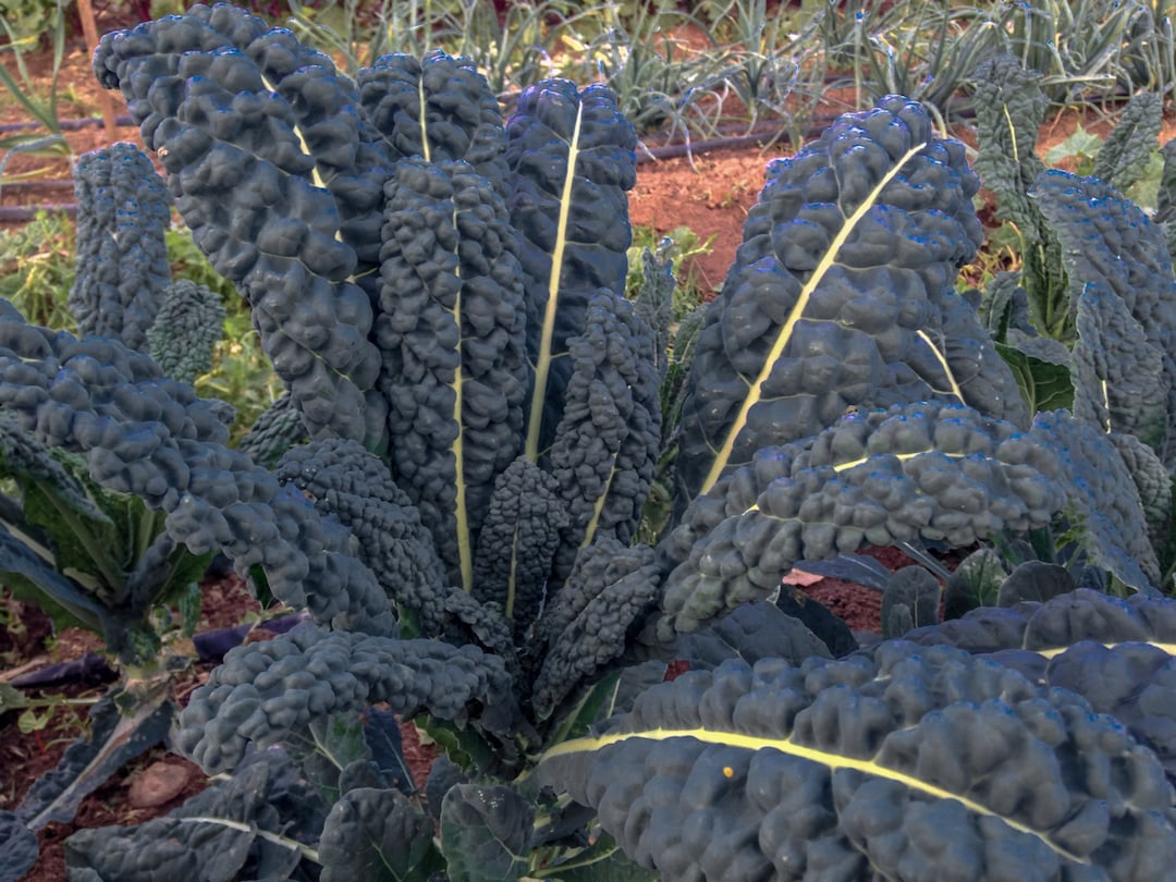 Lacinato Kale Seeds: Dino Black Tuscan Green Vegetable, Italian ...