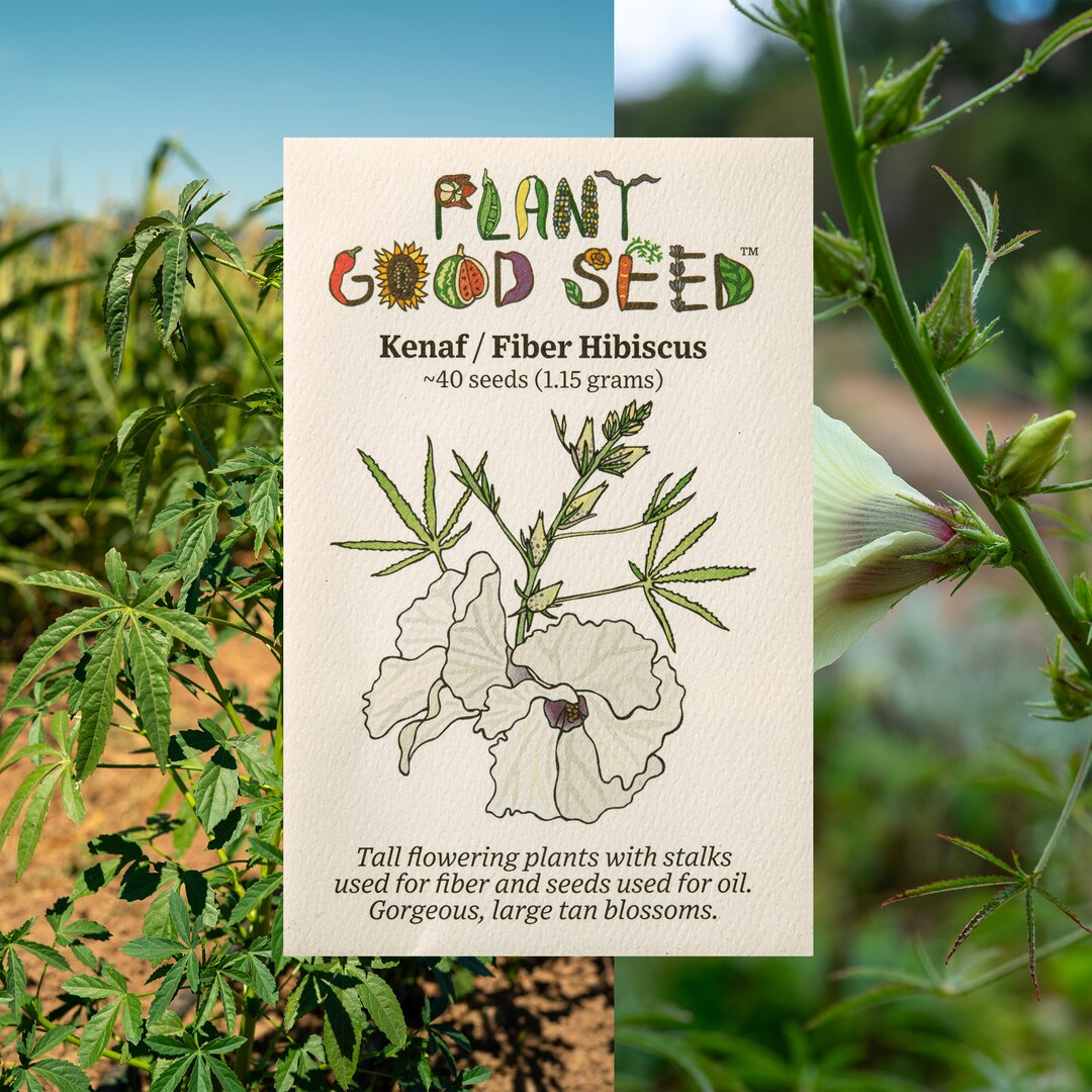 Kenaf Seeds / Fiber Hibiscus Cannabinus / Fiber Plants, Handmade Fiber ...
