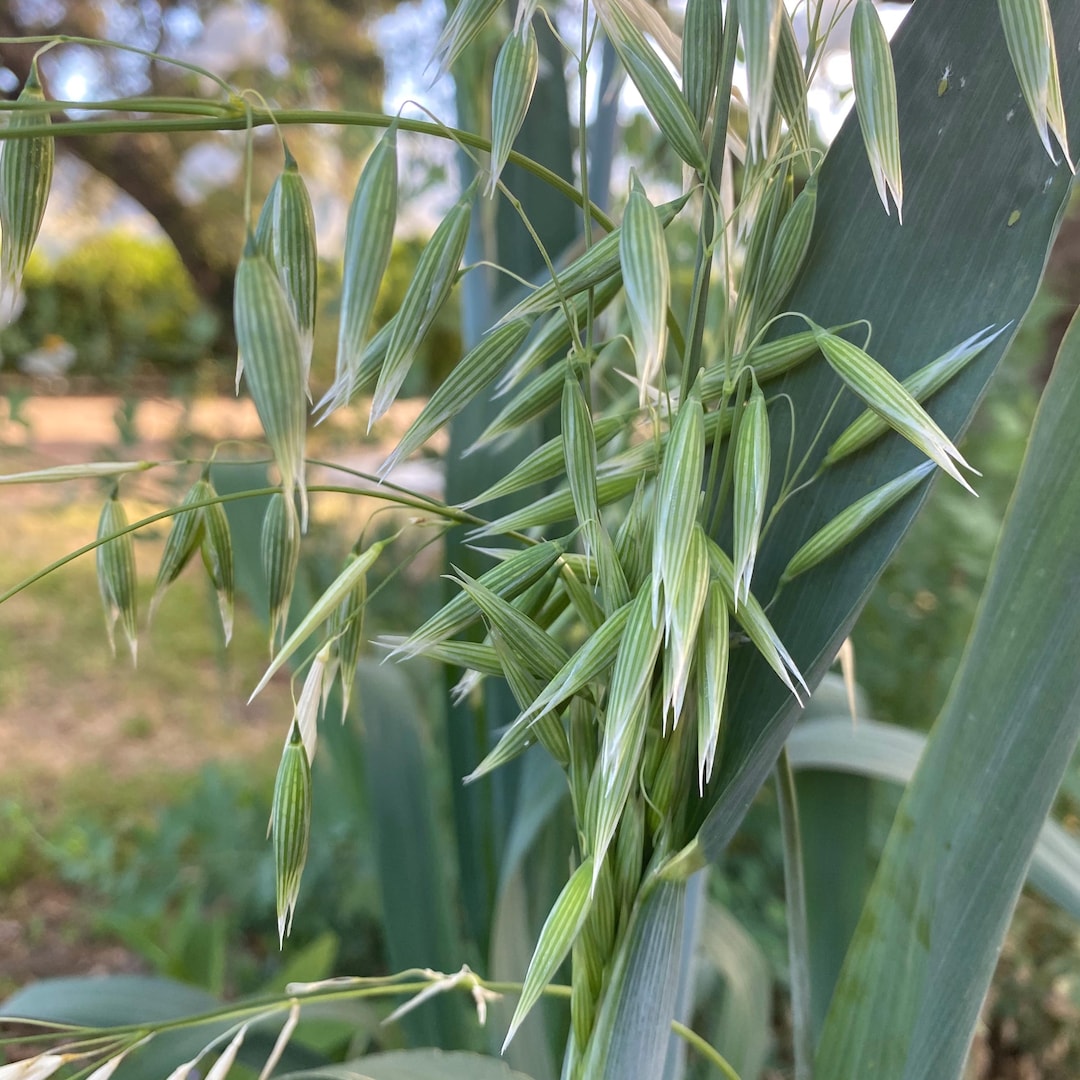 Common Oat Seeds for Planting: Certified Organic Organic Cover Crop ...