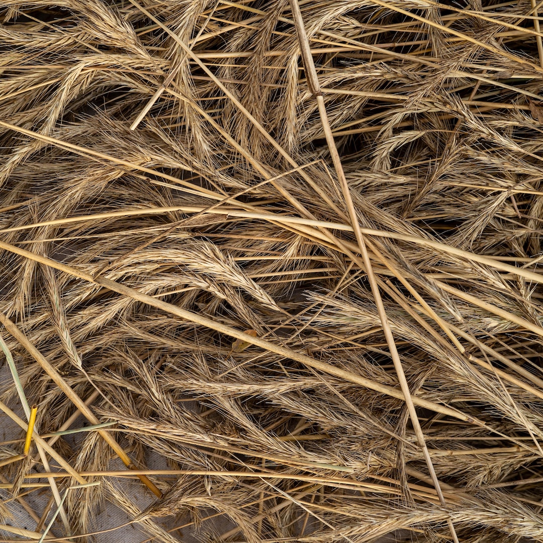 Sweetheart's Finnish Winter Rye Seeds: Rare Scandinavian Heirloom Grain ...