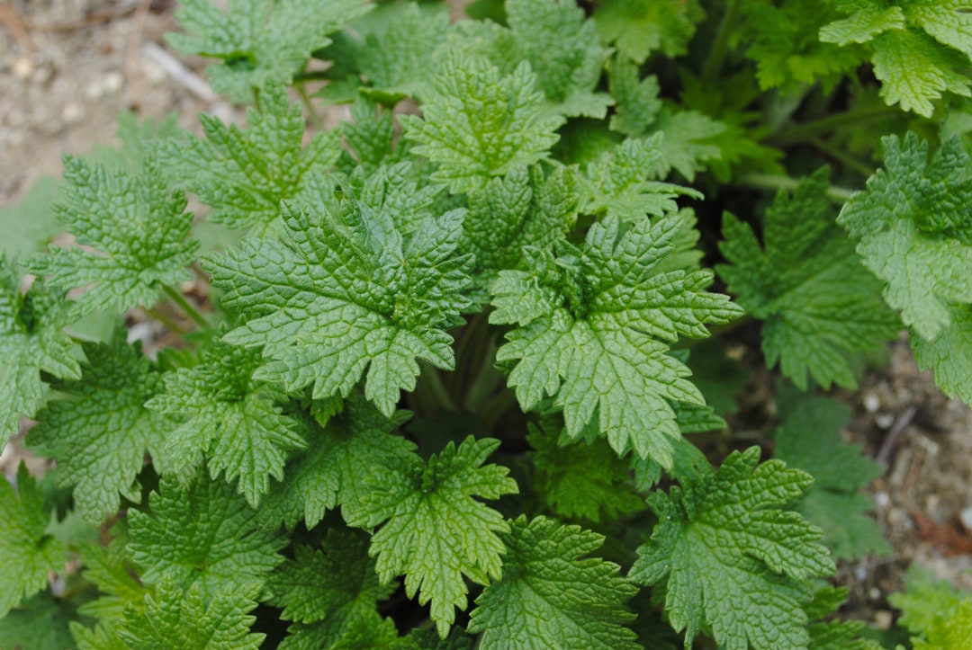 Motherwort (leonurus Cardiaca) Seeds (~100): Certified Organic, Non-gmo ...
