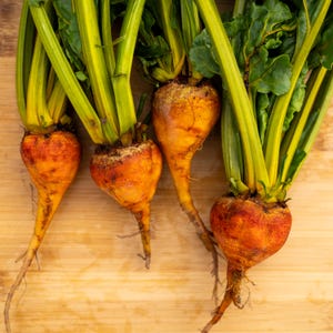 Touchstone Gold Beet Seeds for Planting: Golden Yellow Roots Seed ...