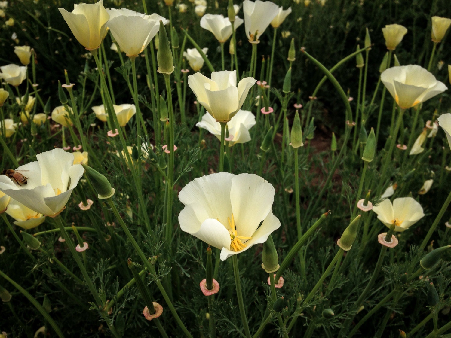 White Linen California Poppy Seeds 200: Certified Organic - Etsy