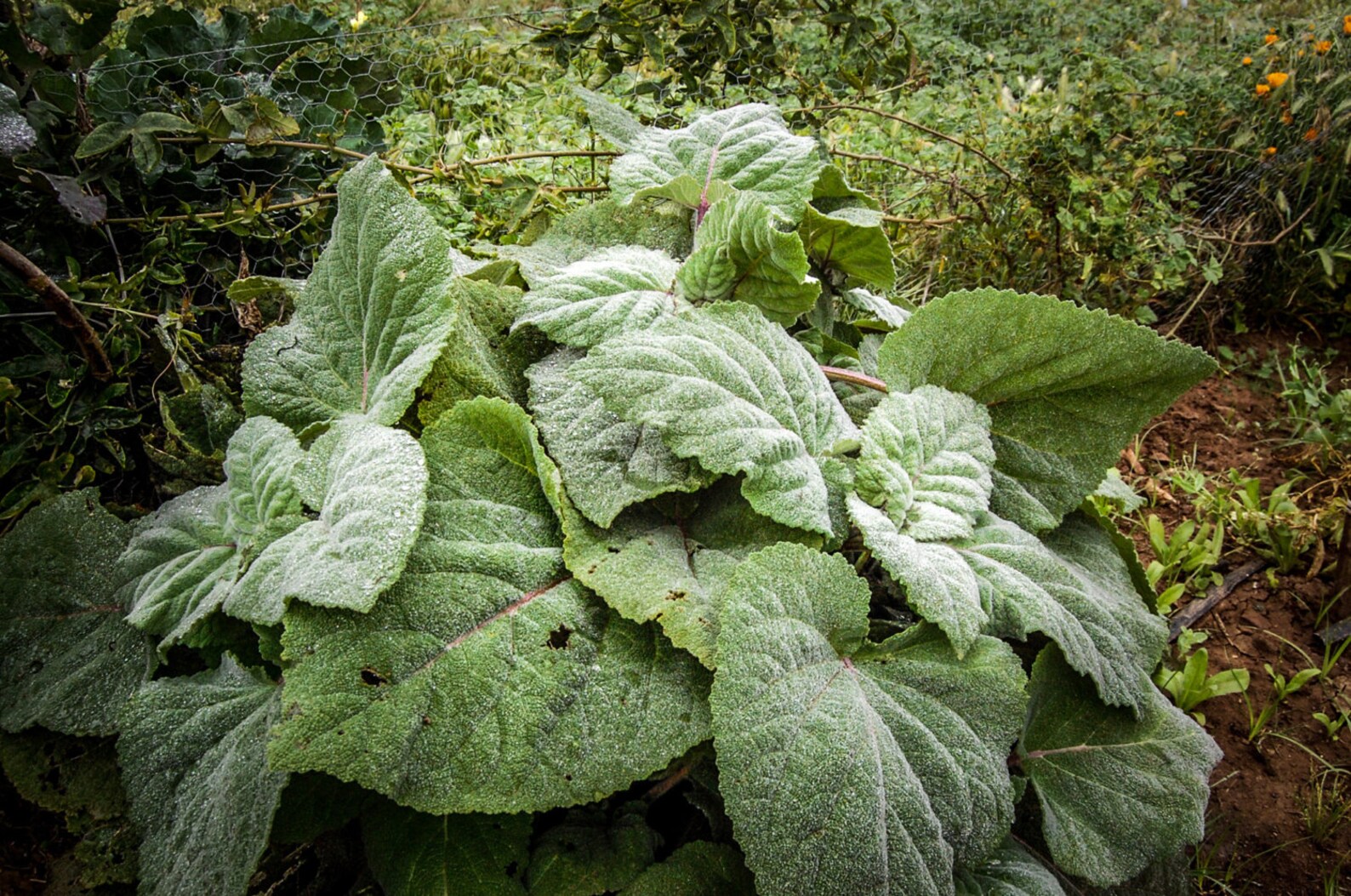 Clary Sage Seeds (~50): Certified Organic, Non-gmo, Open Pollinated ...