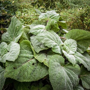 Clary Sage Seeds (~50): Certified Organic, Non-gmo, Open Pollinated ...