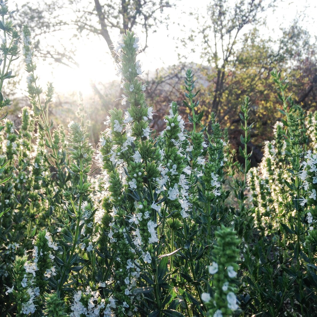 White Flowered Hyssop Seeds: Biblical Plant, Bible Herb Seed Packet ...