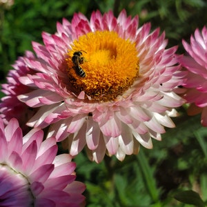 Silvery Rose Strawflower Seeds: Rose Colored Easy to Grow for Dried ...